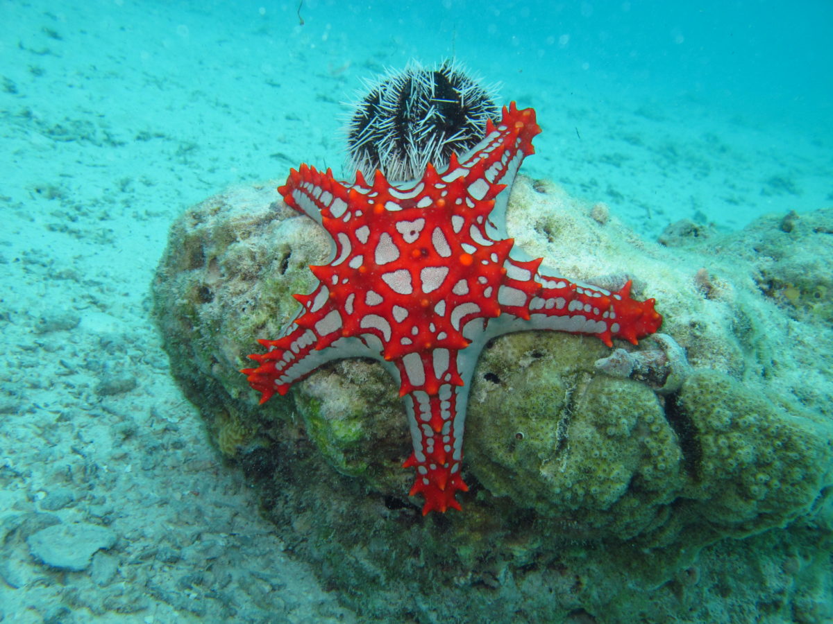 Gallery - Dive Planet